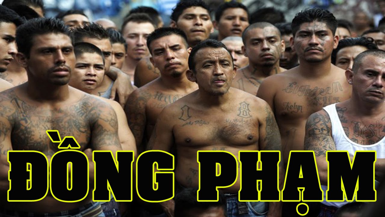 Đồng phạm trong vụ án hình sự là gì? - CÔNG TY LUẬT NGÂN THÁI